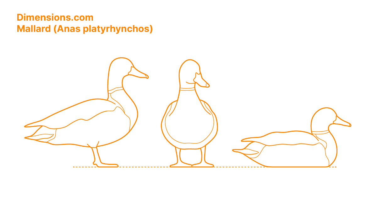 Mallard Drawings
