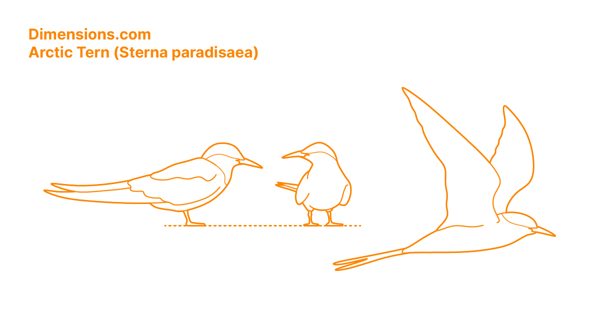 Arctic Tern (Sterna paradisaea) Dimensions & Drawings | Dimensions.com