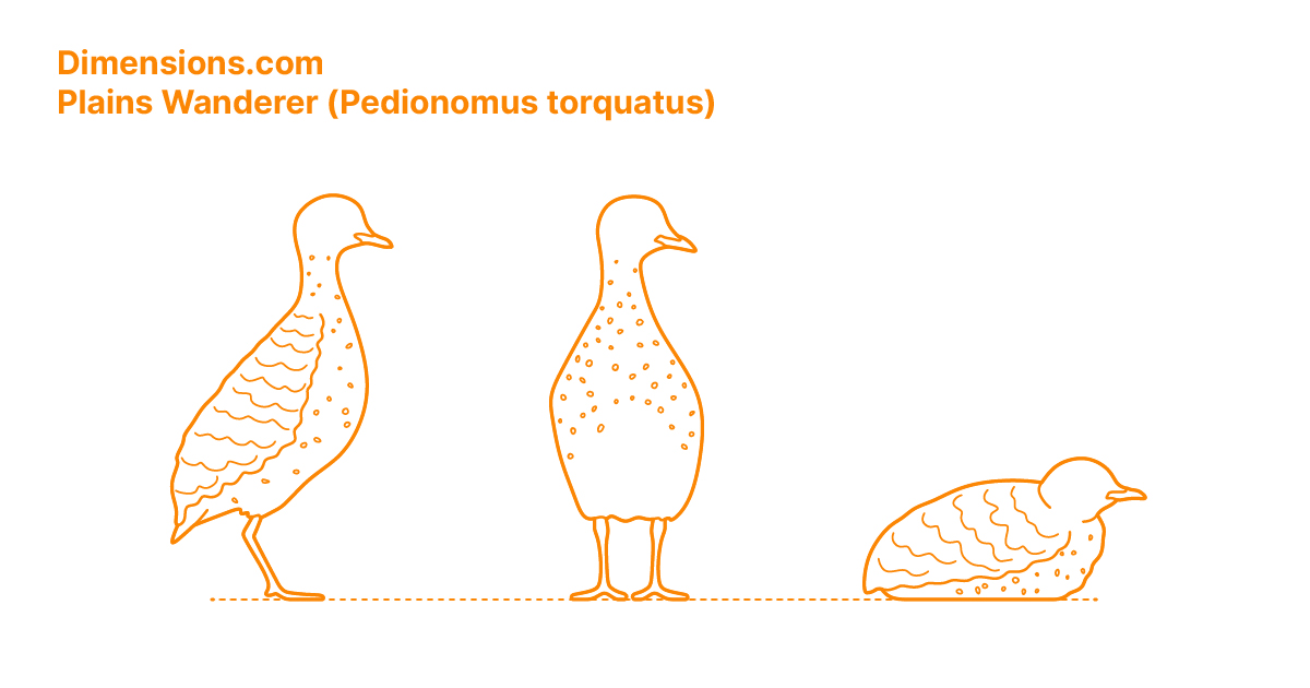 Plains Wanderer (Pedionomus torquatus) Dimensions & Drawings ...