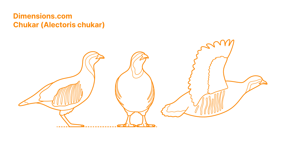 Chukar Partridge Drawing