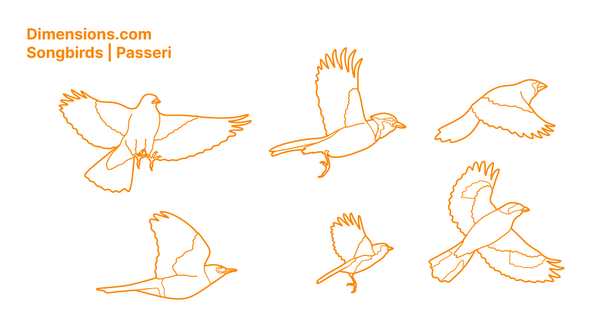 Songbirds | Passeri Dimensions & Drawings | Dimensions.com