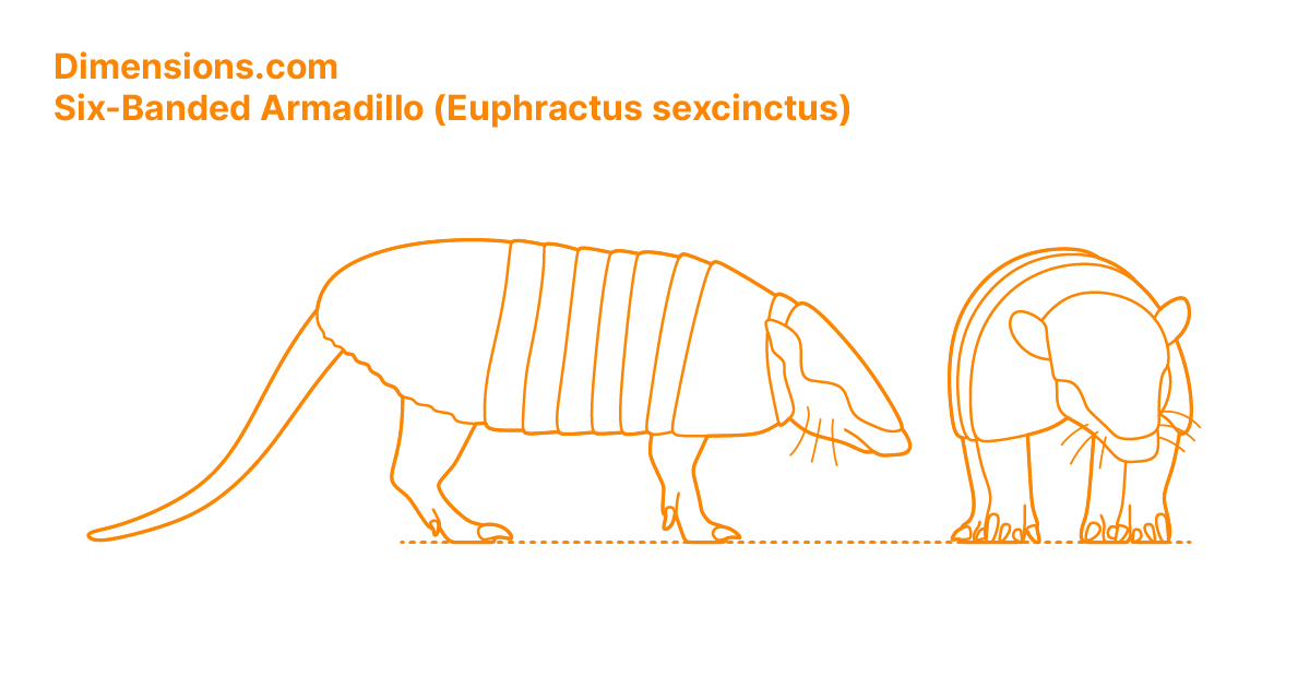 Six Banded Armadillo