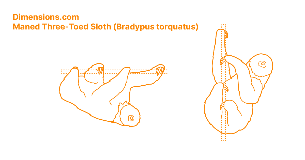 Maned Three-Toed Sloth (Bradypus torquatus) Dimensions & Drawings ...