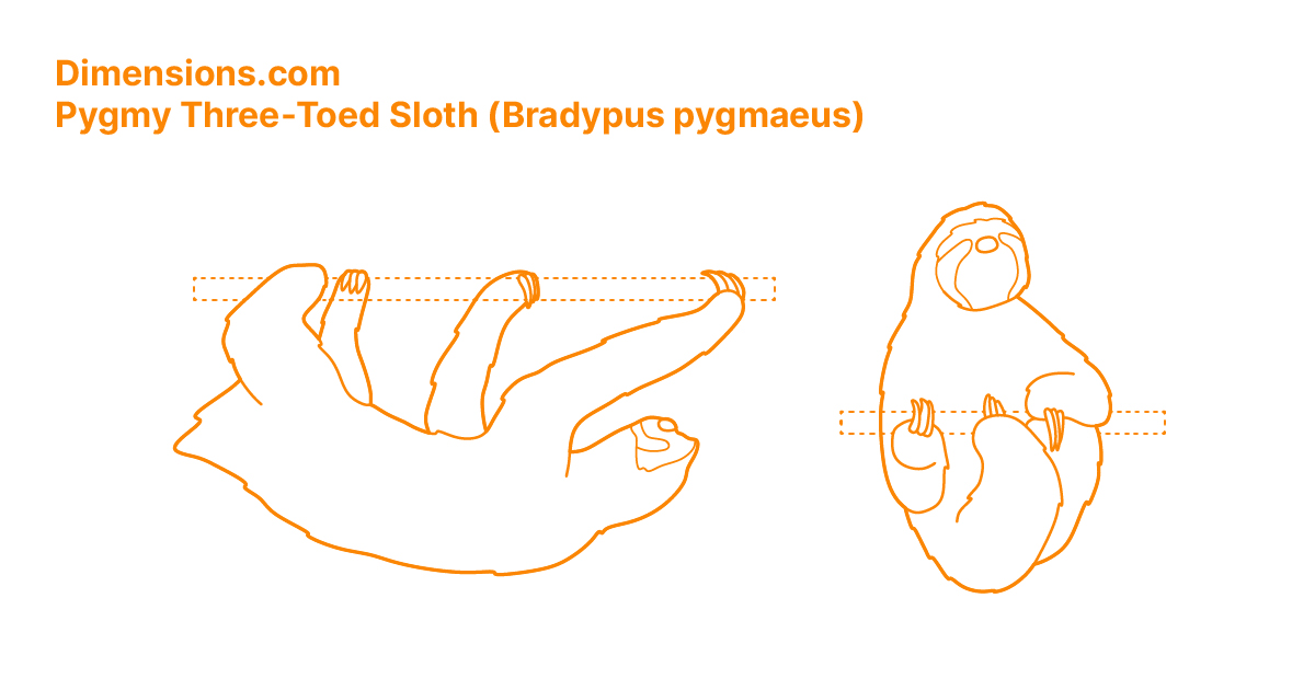 Pygmy Three-Toed Sloth (Bradypus pygmaeus) Dimensions & Drawings ...