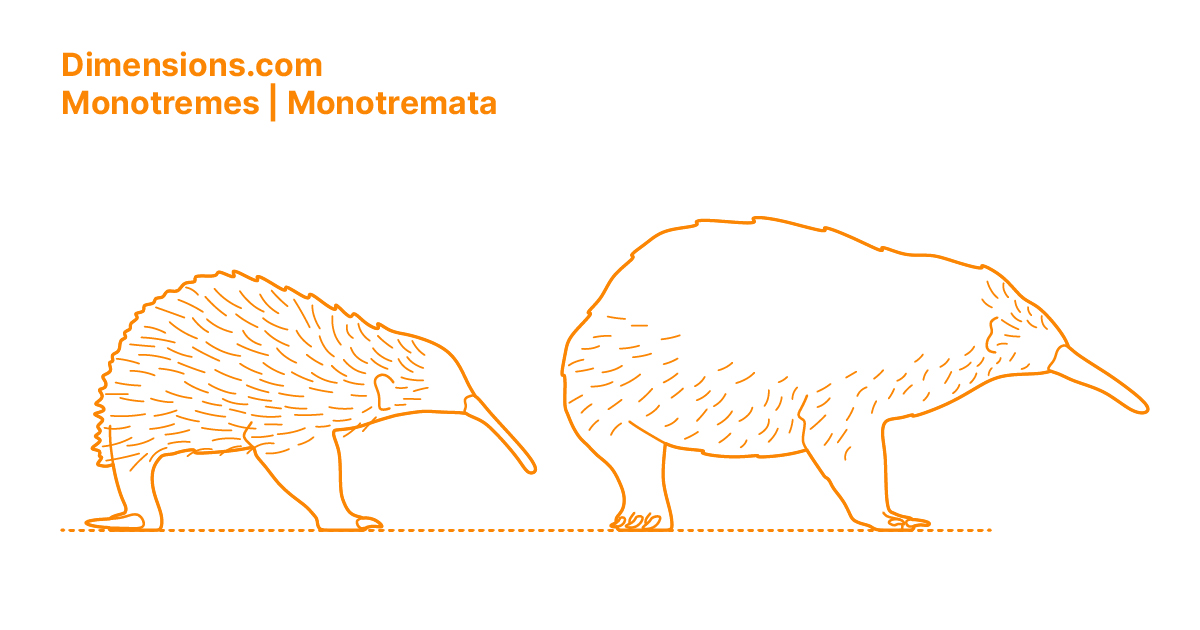 Monotremes | Monotremata Dimensions & Drawings | Dimensions.com