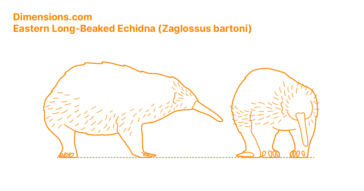 Eastern Long-Beaked Echidna (Zaglossus bartoni) Dimensions & Drawings ...