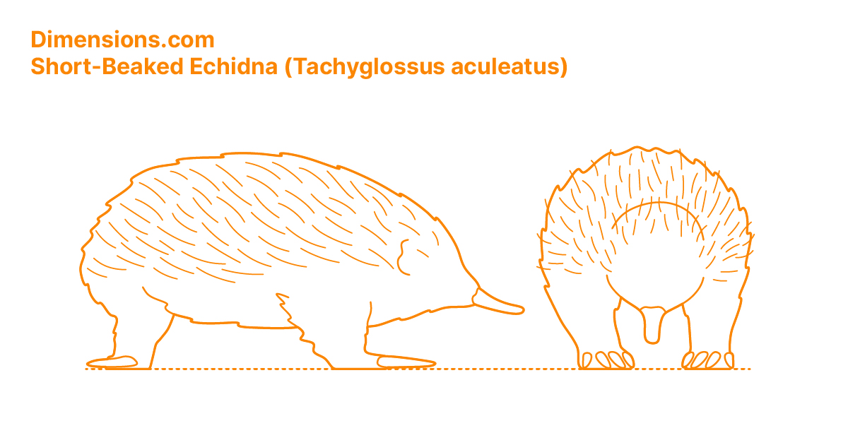 Short-Beaked Echidna (Tachyglossus aculeatus) Dimensions & Drawings ...