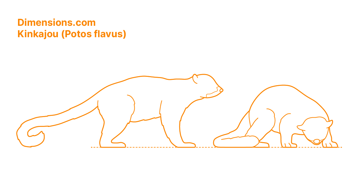 Kinkajou (Potos flavus) Dimensions & Drawings | Dimensions.com