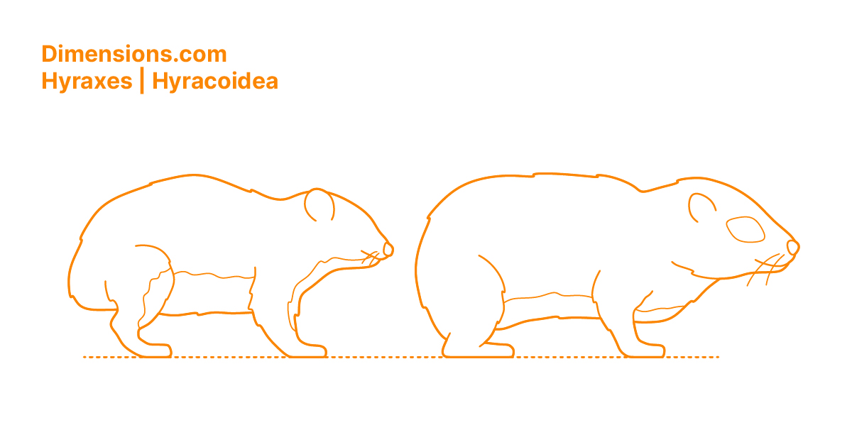 Hyraxes | Hyracoidea Dimensions & Drawings | Dimensions.com