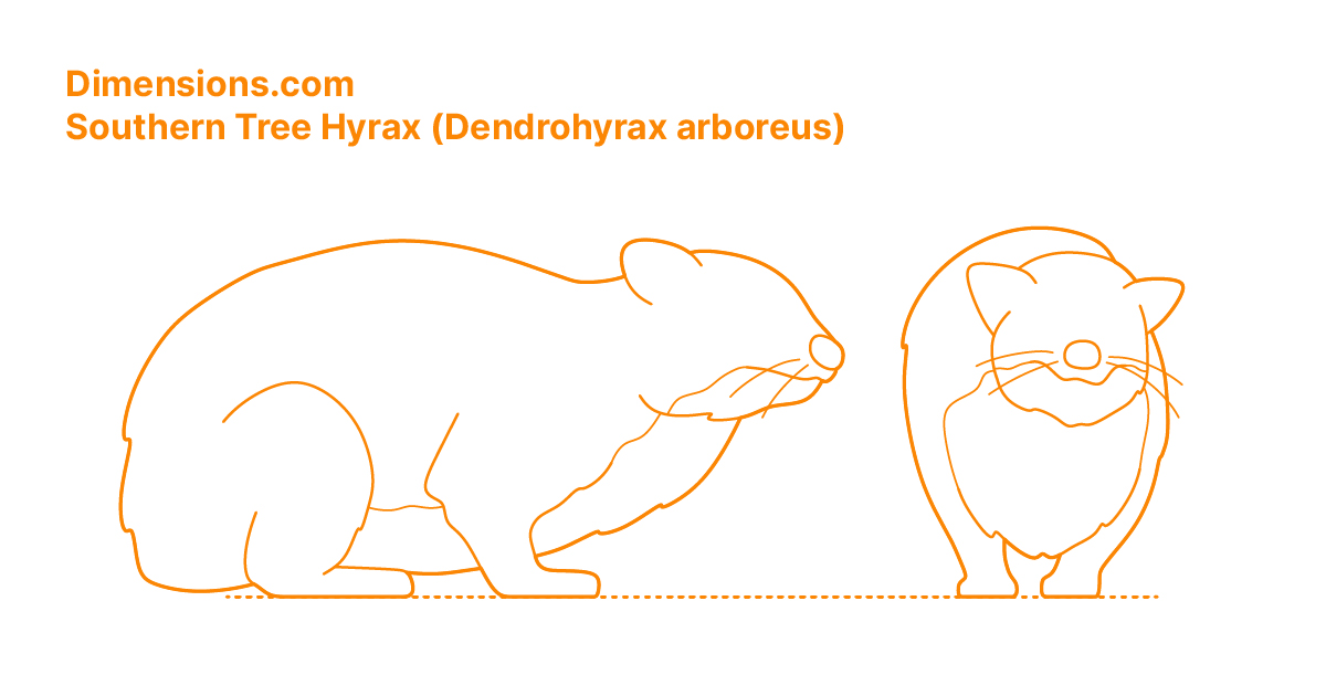 Southern Tree Hyrax (Dendrohyrax arboreus) Dimensions & Drawings ...