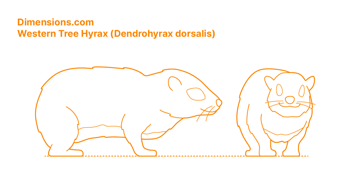 Western Tree Hyrax (Dendrohyrax dorsalis) Dimensions & Drawings ...