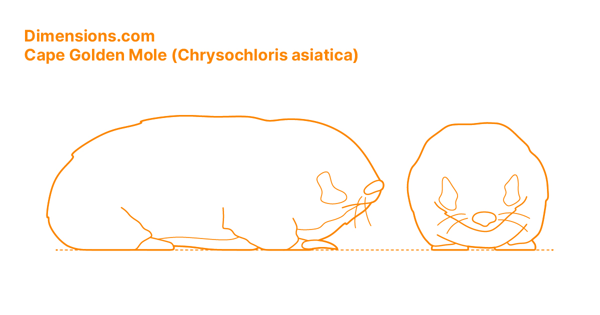 Cape Golden Mole (Chrysochloris asiatica) Dimensions & Drawings ...