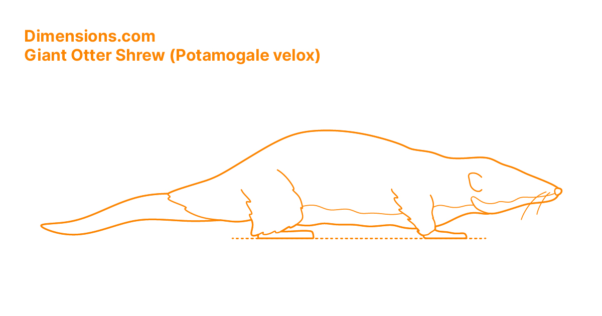 Giant Otter Shrew (Potamogale velox) Dimensions & Drawings | Dimensions.com
