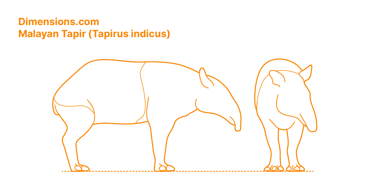 Malayan Tapir (Tapirus indicus) Dimensions & Drawings | Dimensions.com