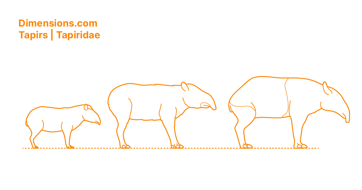 Tapirs | Tapiridae Dimensions & Drawings | Dimensions.com