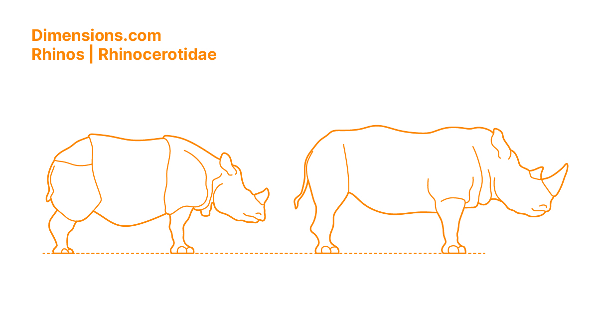 Rhinos | Rhinocerotidae Dimensions & Drawings | Dimensions.com