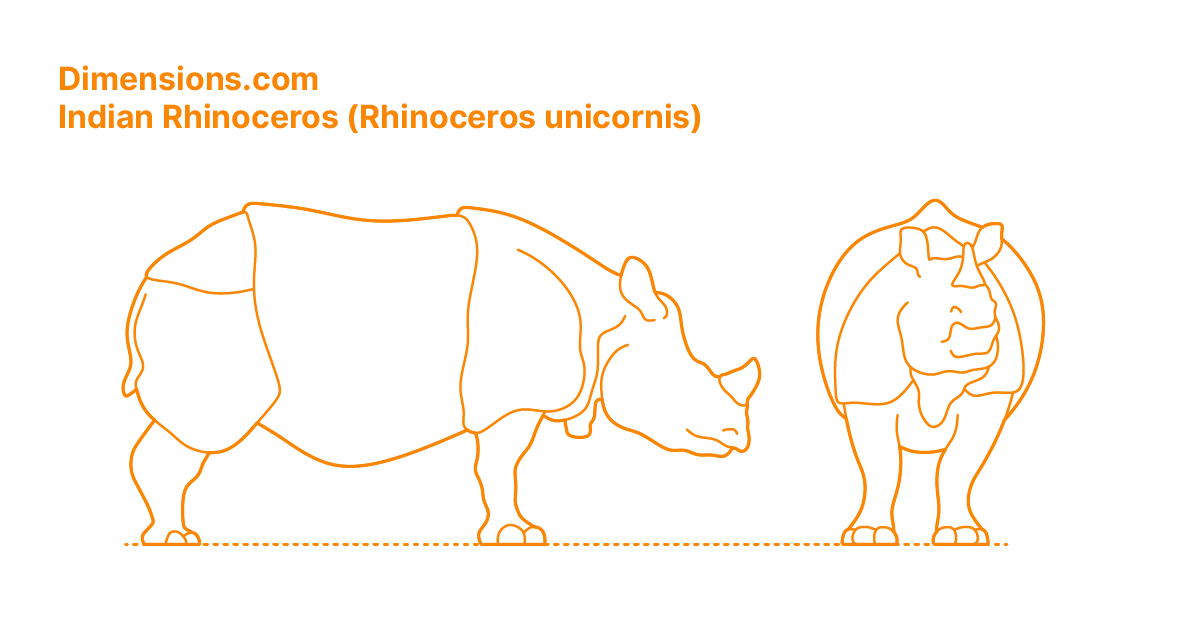Indian Rhinoceros (Rhinoceros unicornis) Dimensions & Drawings ...
