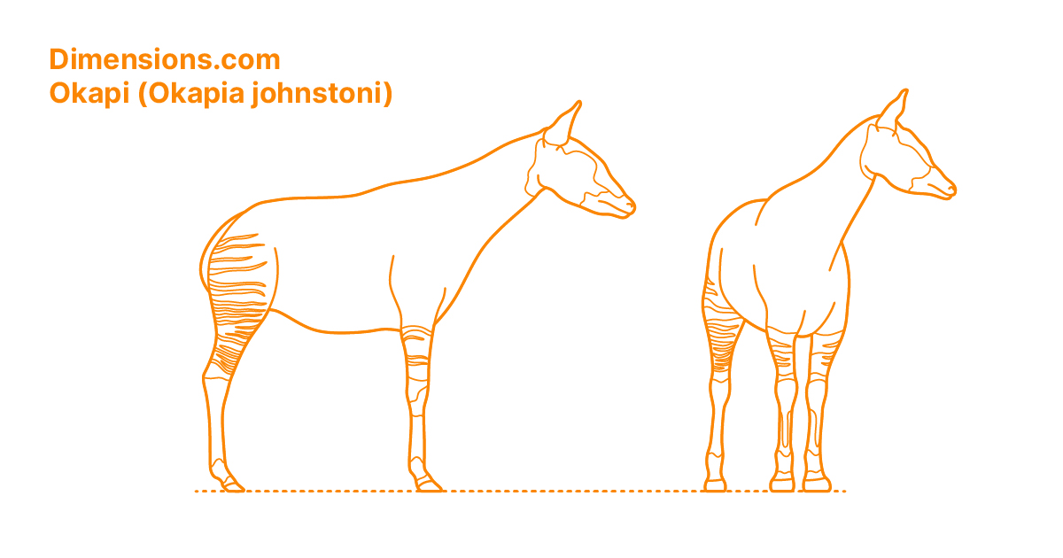 Okapi (Okapia johnstoni) Dimensions & Drawings | Dimensions.com