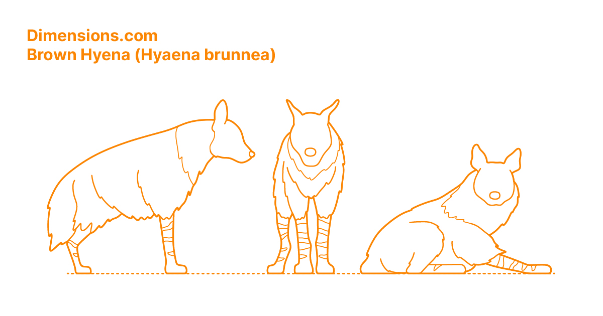 Brown Hyena (Hyaena brunnea) Dimensions & Drawings | Dimensions.com