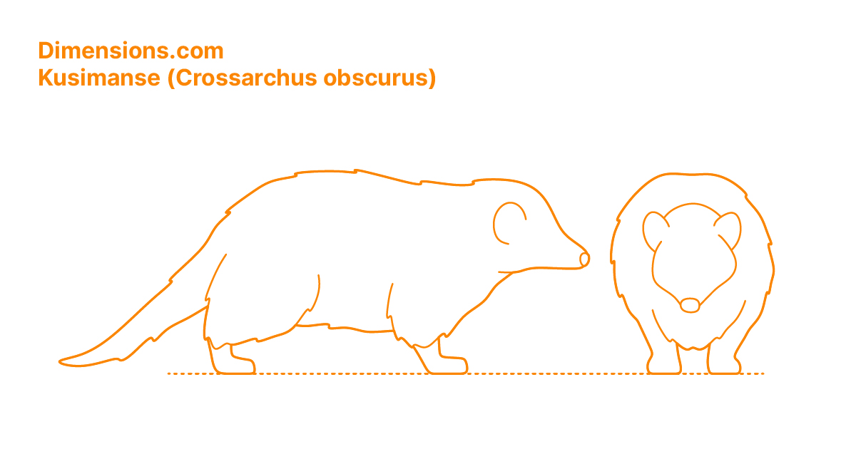 Kusimanse (Crossarchus obscurus) Dimensions & Drawings | Dimensions.com