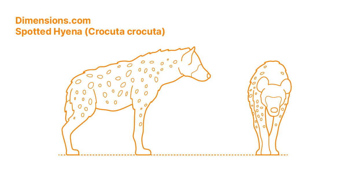 Spotted Hyena Drawing