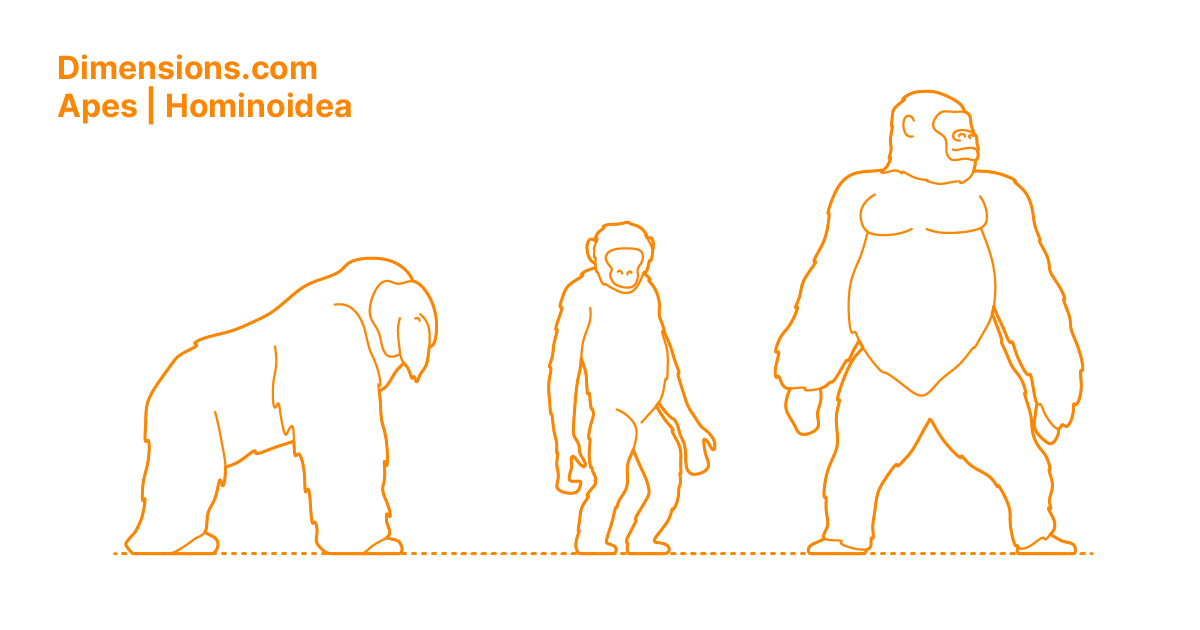 Apes | Hominoidea Dimensions & Drawings | Dimensions.com