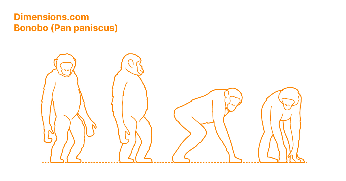 Bonobo Human Comparison