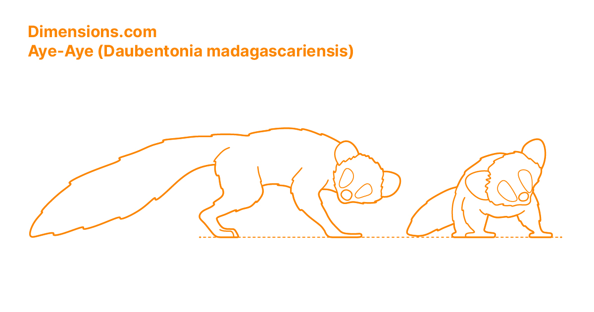 Aye-Aye (Daubentonia madagascariensis) Dimensions & Drawings ...