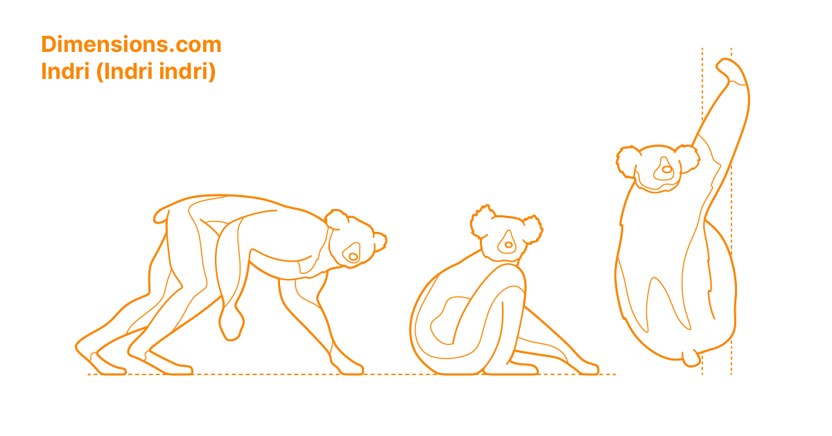 Indri (Indri indri) Dimensions & Drawings | Dimensions.com
