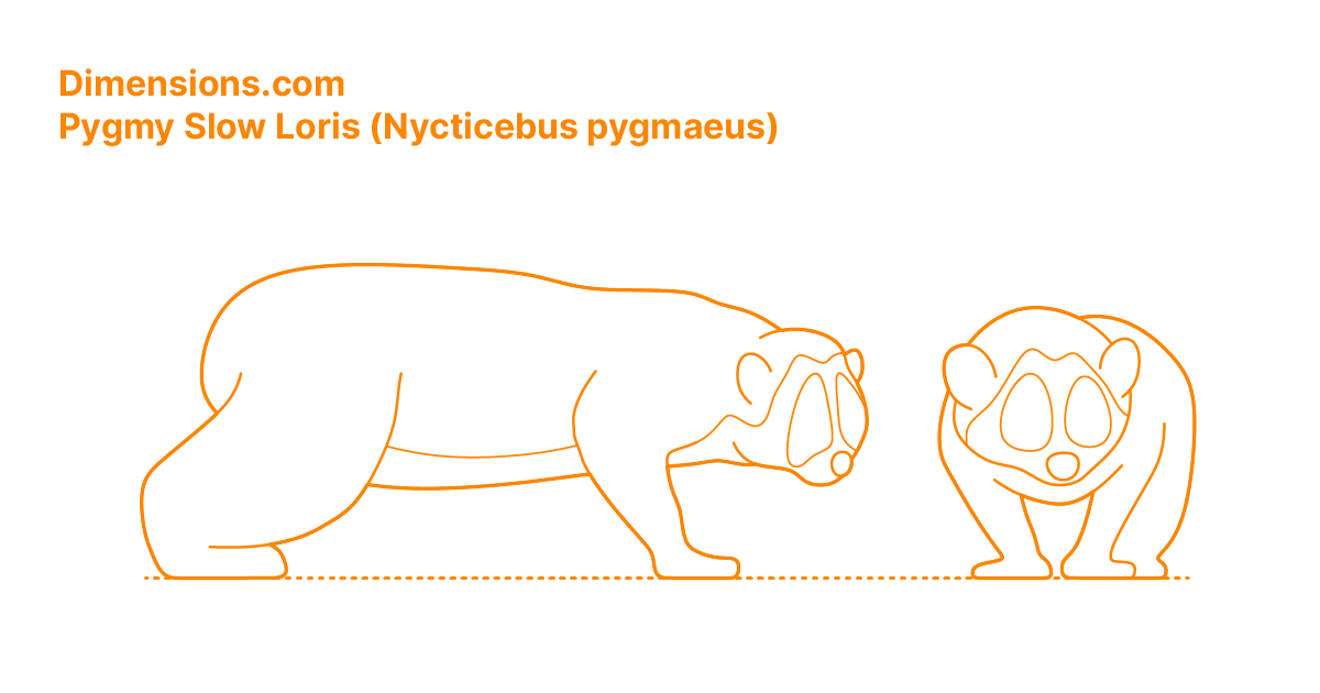 Pygmy Slow Loris (Nycticebus pygmaeus) Dimensions & Drawings ...
