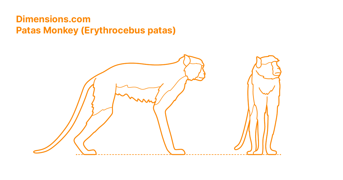 Patas Monkey (Erythrocebus patas) Dimensions & Drawings | Dimensions.com