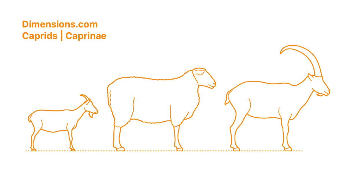 Caprids | Caprinae Dimensions & Drawings | Dimensions.com
