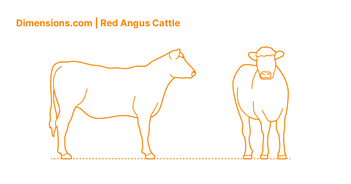 Black Angus Cattle Dimensions Drawings, 57% OFF