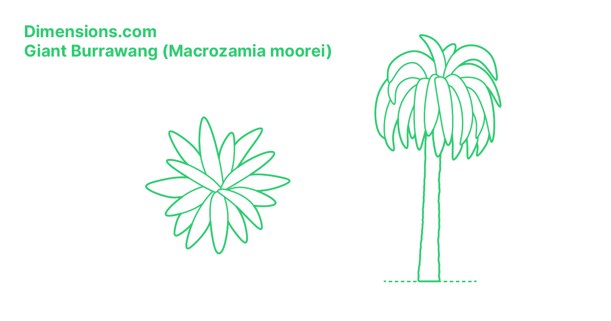 Giant Burrawang (Macrozamia moorei) Dimensions & Drawings | Dimensions.com
