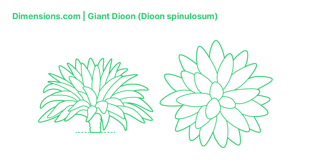 Giant Dioon (Dioon spinulosum) Dimensions & Drawings | Dimensions.com