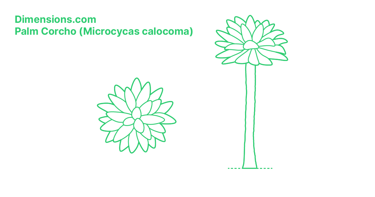 Palm Corcho (Microcycas calocoma) Dimensions & Drawings | Dimensions.com