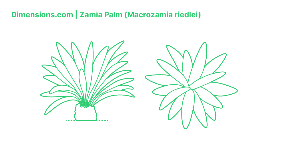 Zamia Palm (Macrozamia riedlei) Dimensions & Drawings | Dimensions.com