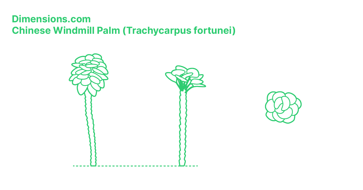 Chinese Windmill Palm (Trachycarpus fortunei) Dimensions & Drawings ...