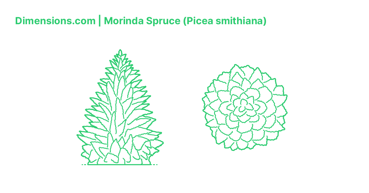 Morinda Spruce (Picea smithiana) Dimensions & Drawings | Dimensions.com