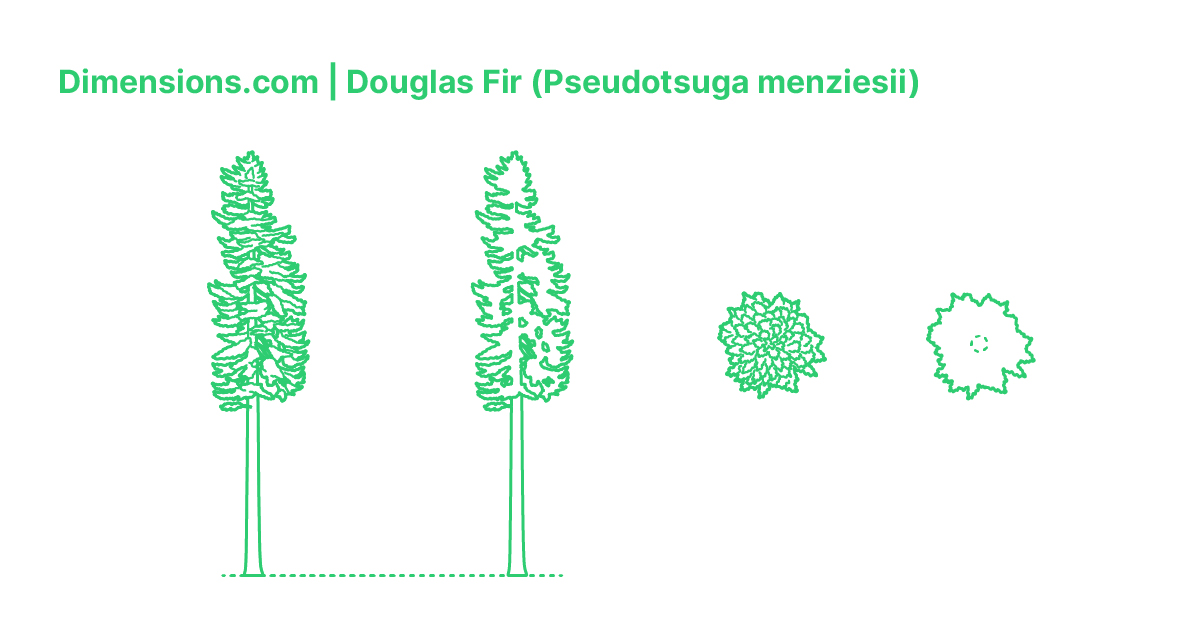 Douglas Fir (Pseudotsuga menziesii) Dimensions & Drawings | Dimensions.com