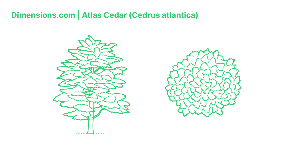 Atlas Cedar (Cedrus atlantica) Dimensions & Drawings | Dimensions.com