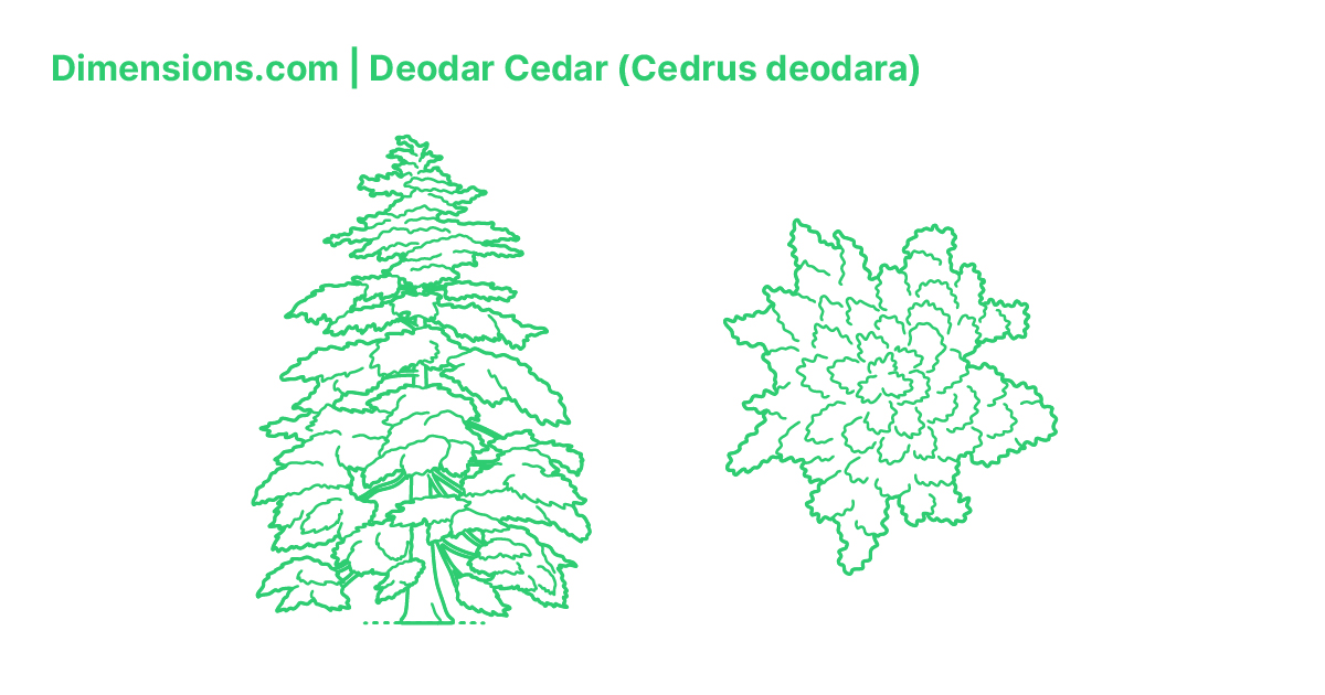 Deodar Cedar (Cedrus deodara) Dimensions & Drawings | Dimensions.com