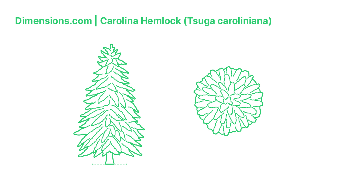 Carolina Hemlock (Tsuga caroliniana) Dimensions & Drawings | Dimensions.com