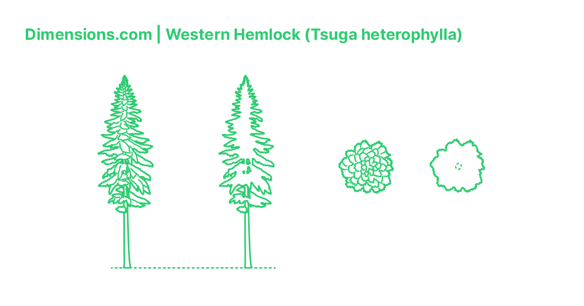 Western Hemlock (Tsuga heterophylla) Dimensions & Drawings | Dimensions.com