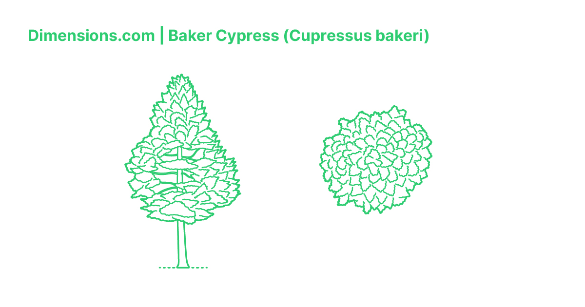 Baker Cypress (Cupressus bakeri) Dimensions & Drawings | Dimensions.com