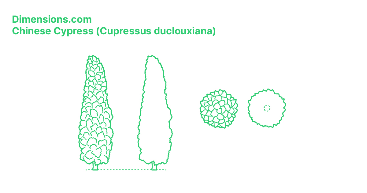 Chinese Cypress (Cupressus duclouxiana) Dimensions & Drawings ...