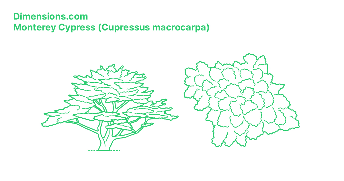 Monterey Cypress (Cupressus macrocarpa) Dimensions & Drawings ...