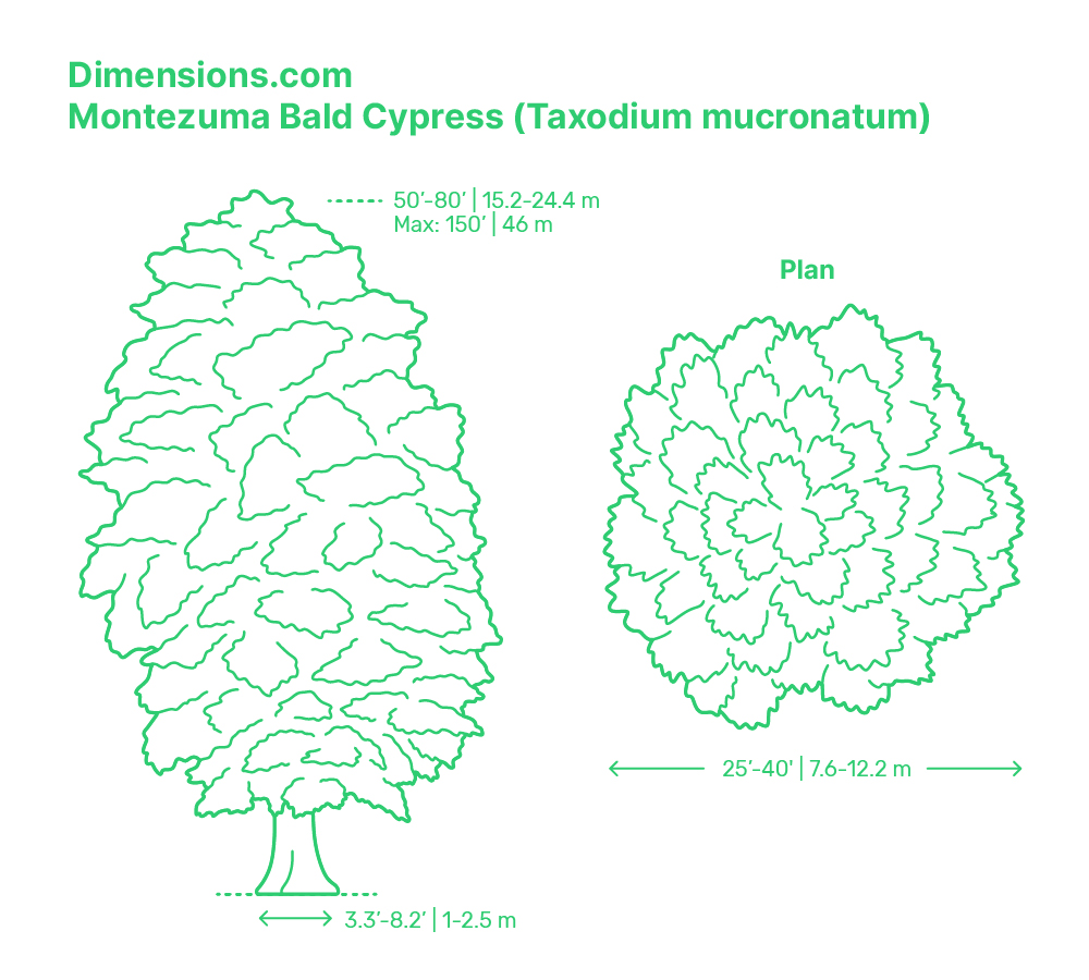 Montezuma Bald Cypress (Taxodium mucronatum) Dimensions & Drawings ...