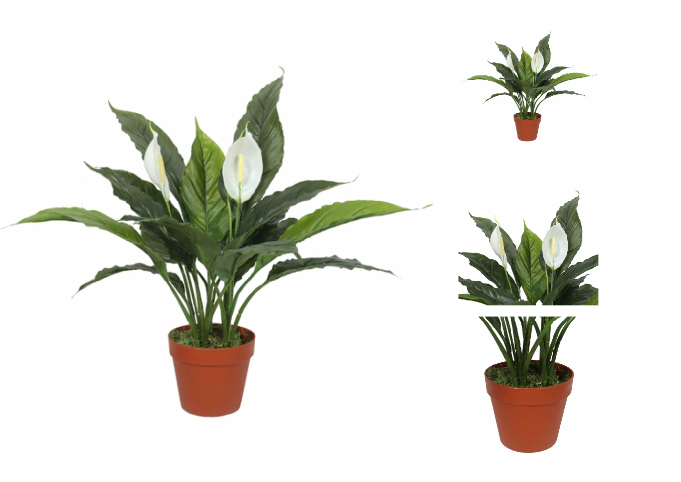 Thriving in Green: A Guide to Successful Dropshipping of Plants