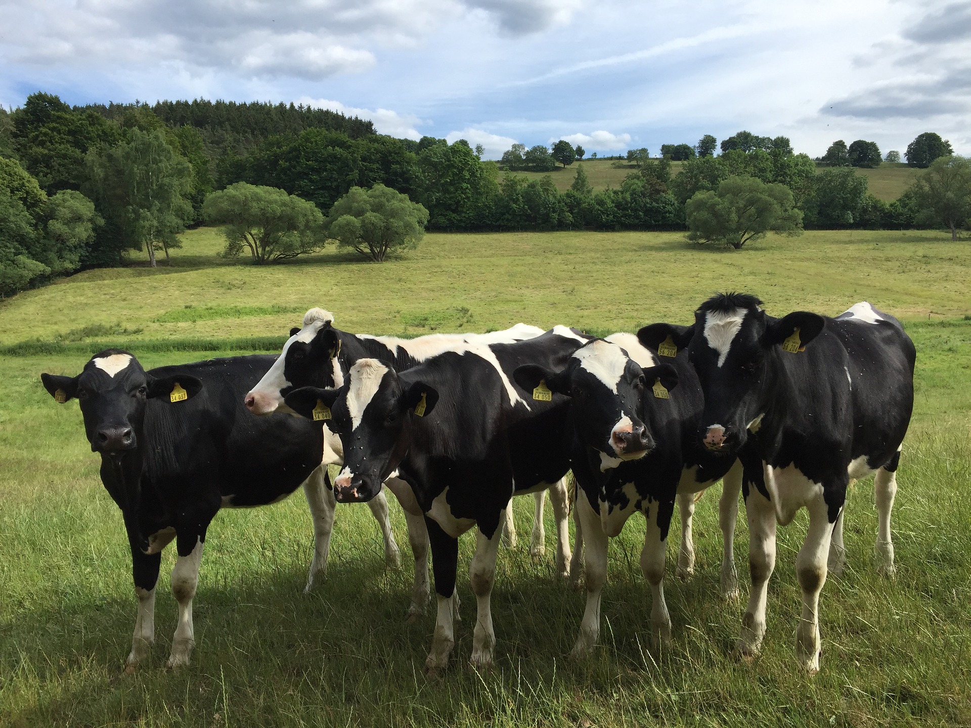Reduction of Meat Consumption for Climate Change Mitigatigation